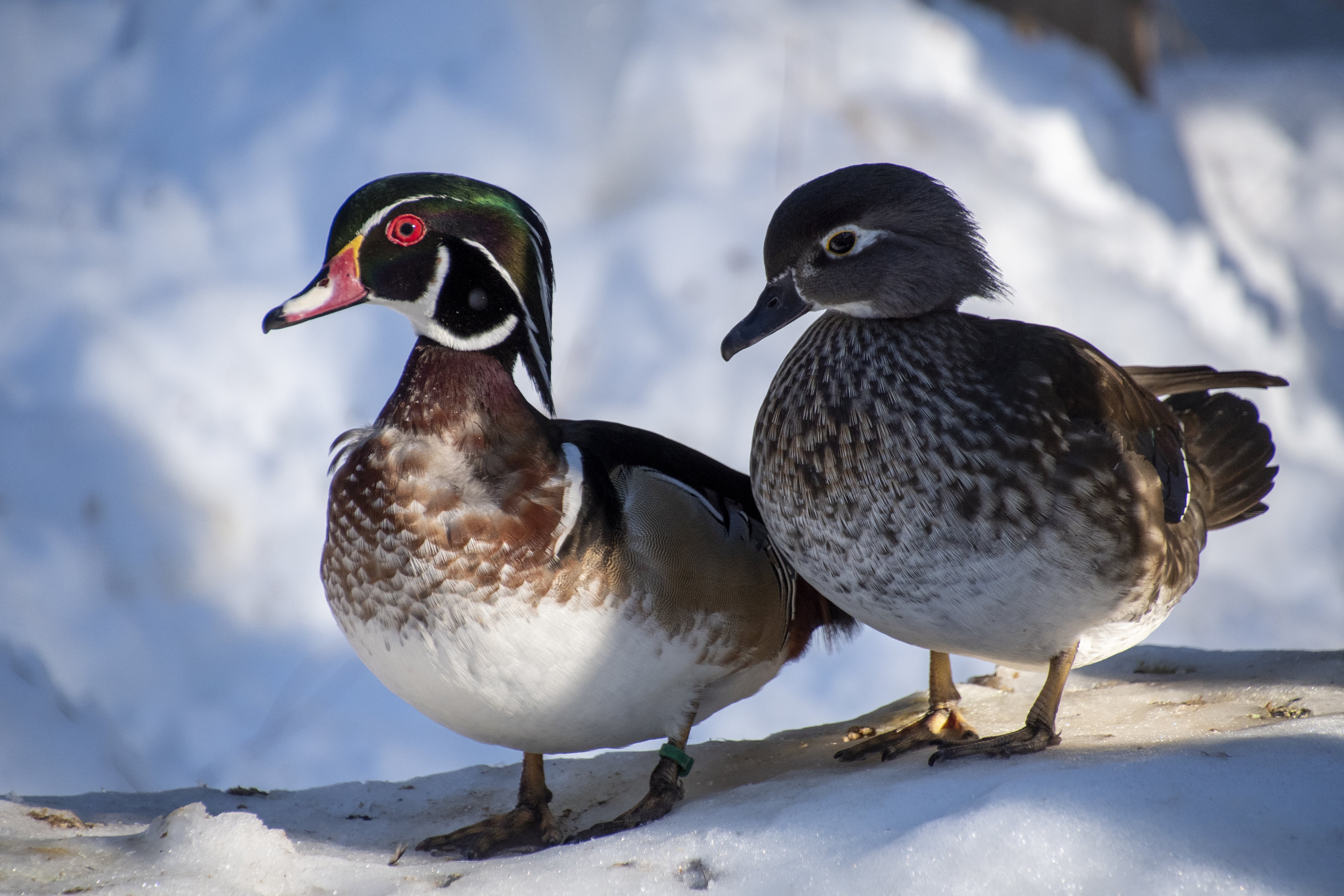 Animal of the Month: The American Wood Duck – Life-Springs-Farm and Aviary